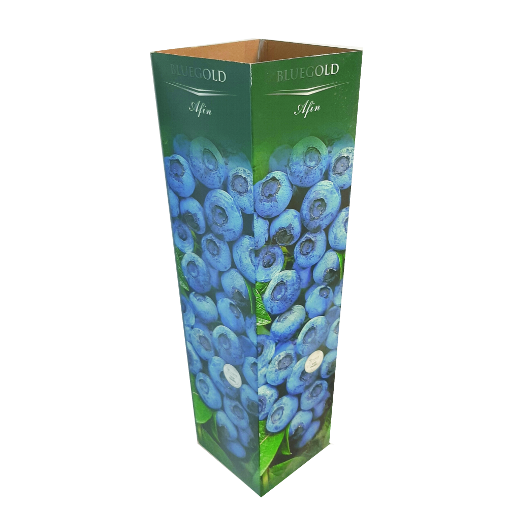 Butasi de Afin Yurta Bluegold, 15-30 cm | MatHaus